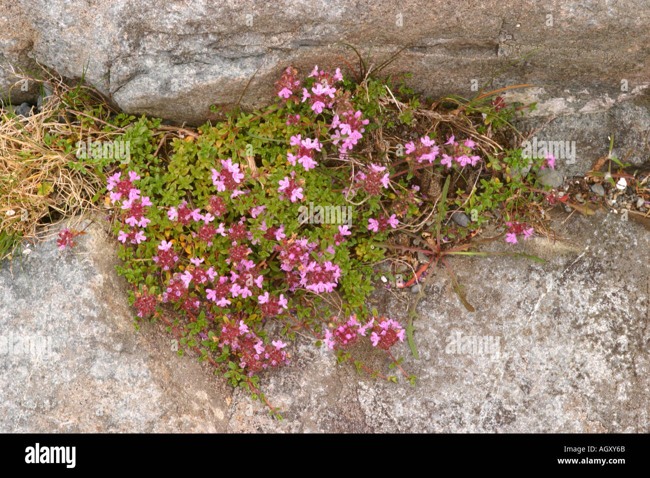 heather or ling calluna vulgaris isle of mull scotland Stock Photo - Alamy