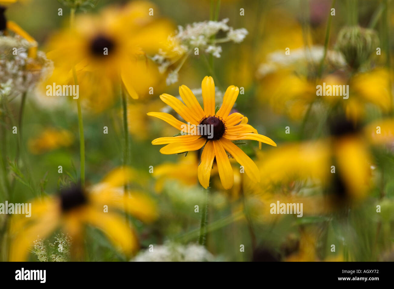 Black eyed Susan Rudbeckia hirta and Other Wildflowers Cades Cove Great ...
