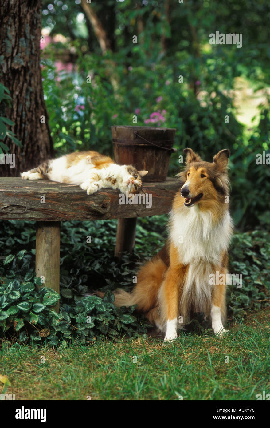 Calico Cat Rough Coated Collie Together In Backyard Garden Stock Photo ...