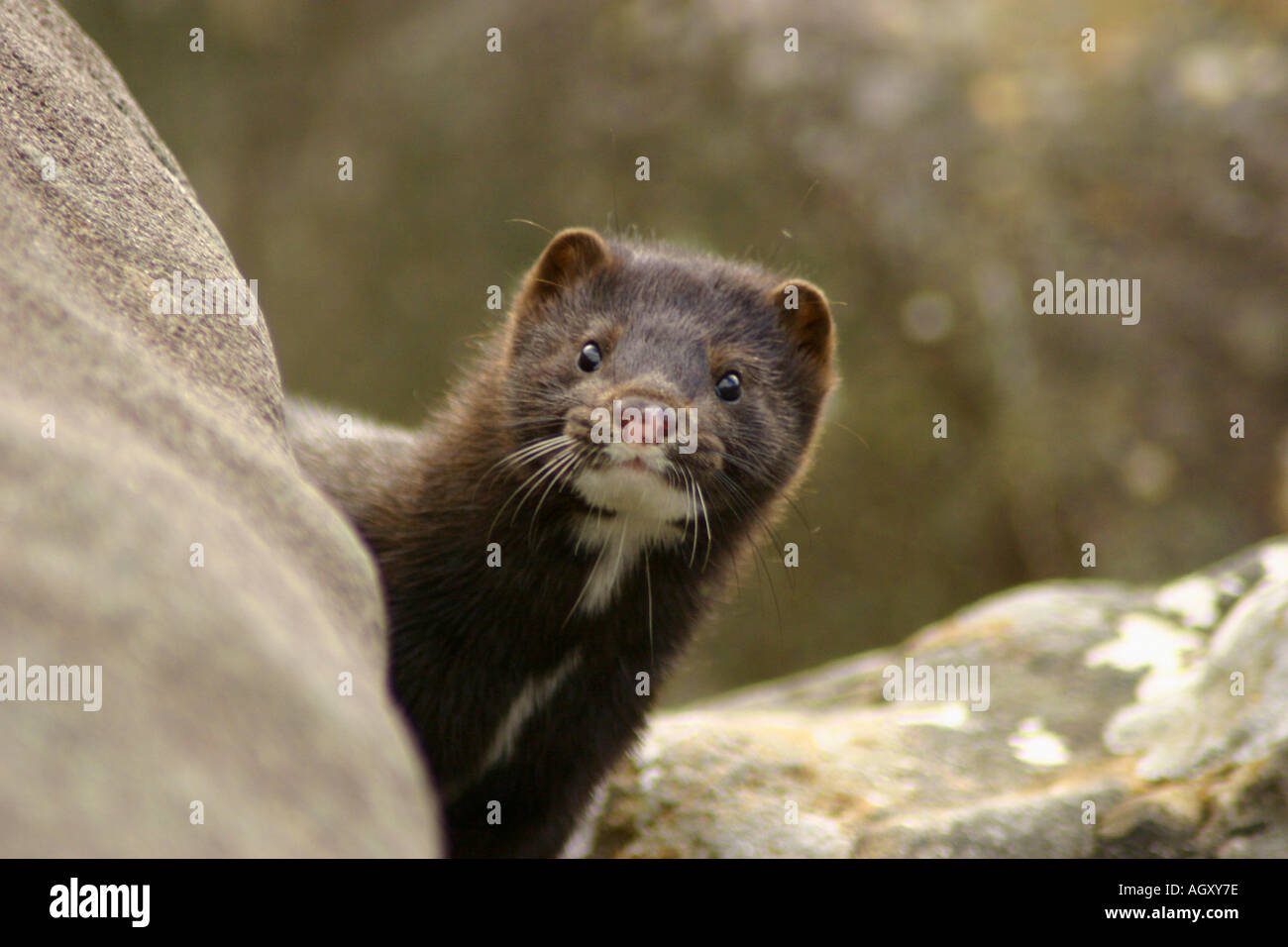 Polecat Ferret Isle of Mull Scotland putorius putorius Stock Photo - Alamy