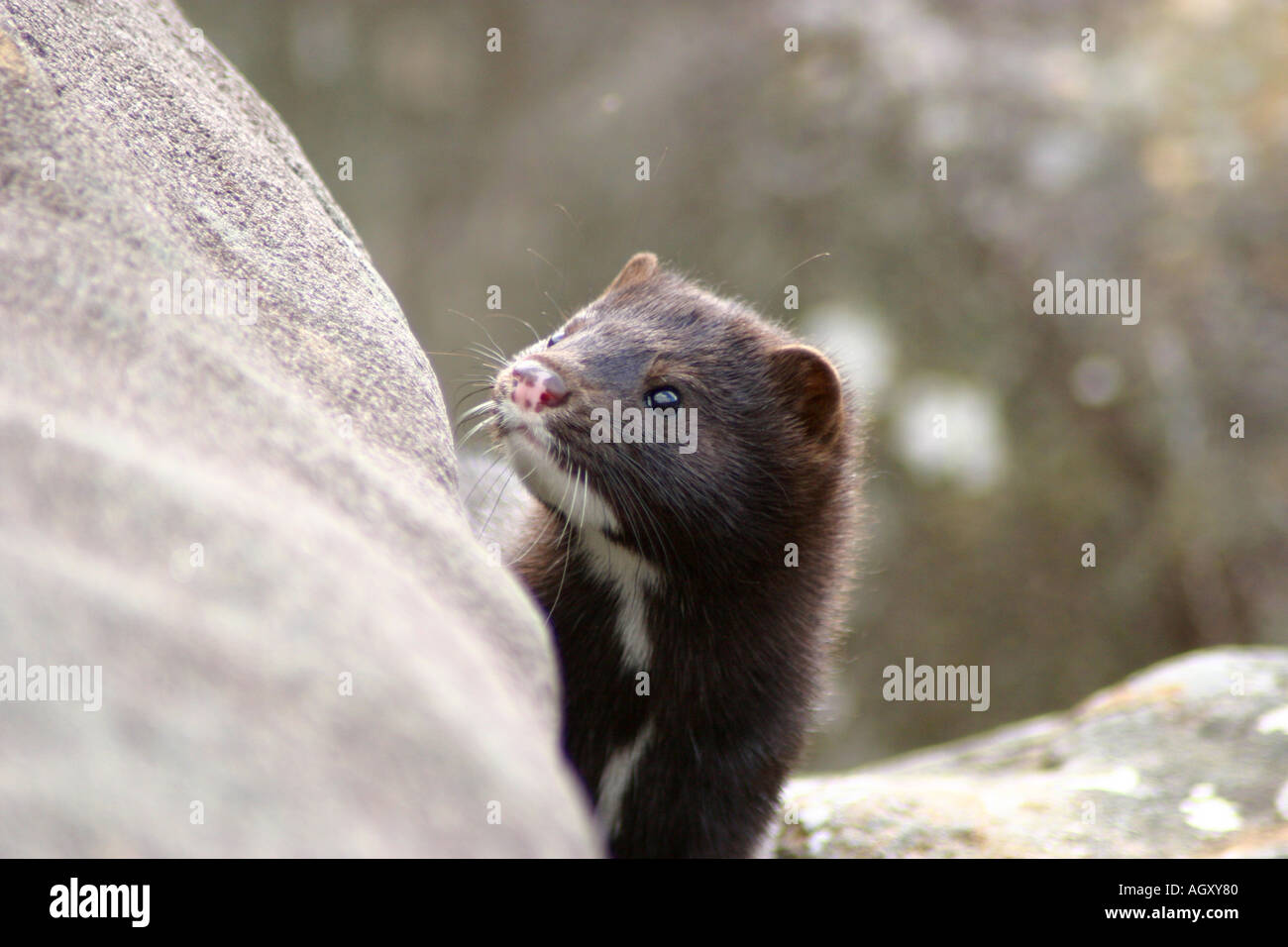 Polecat ferret hi-res stock photography and images - Alamy