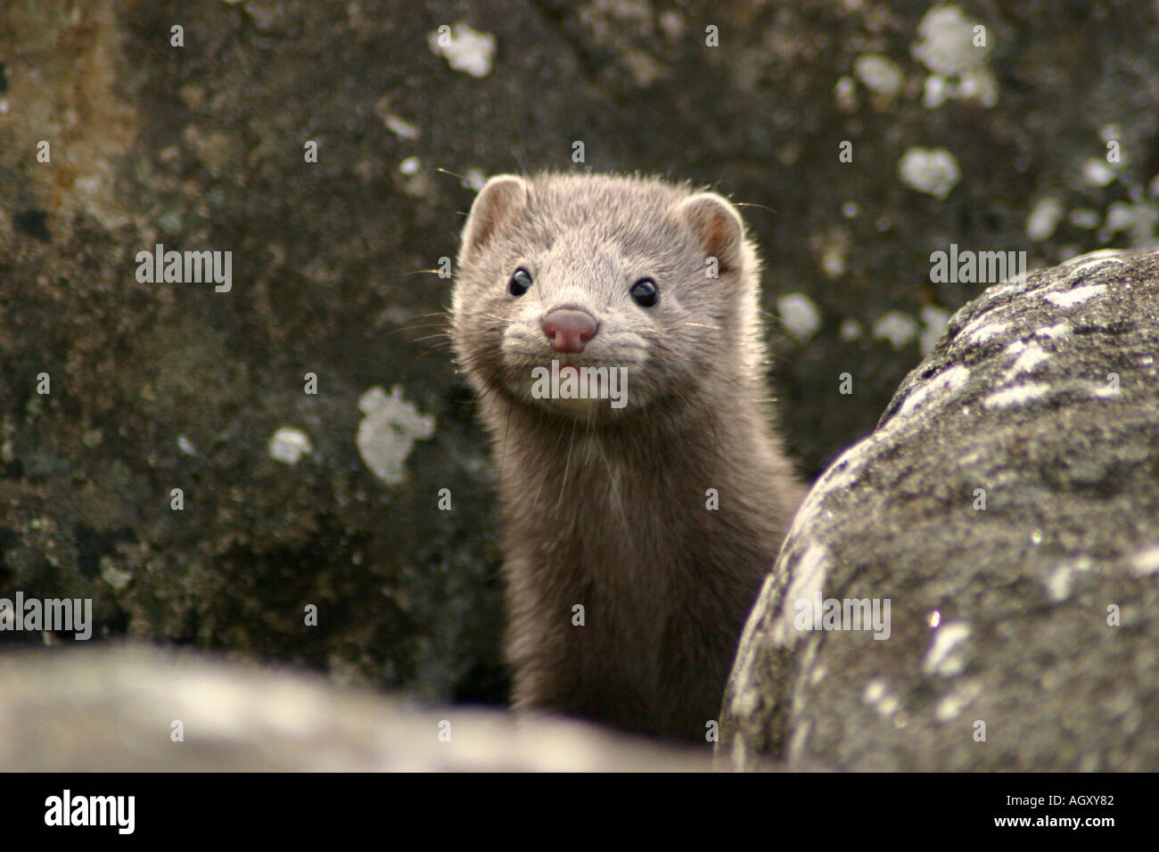 Juvenile Polecat Ferret Isle of Mull Scotland putorius putorius Stock ...