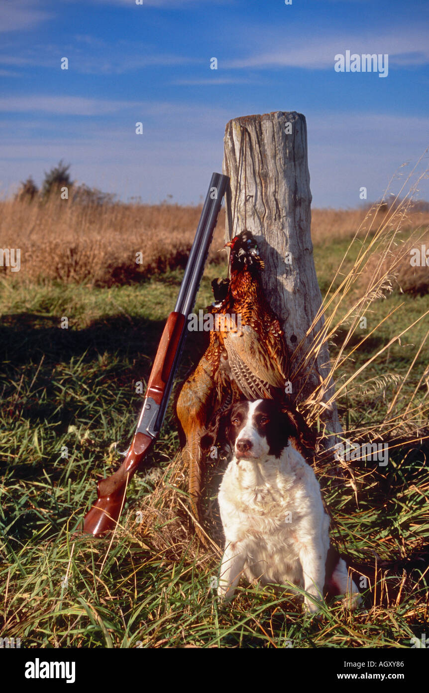Brittany Spaniel Sitting Beside Shotgun and Shot Pheasants in Farm ...