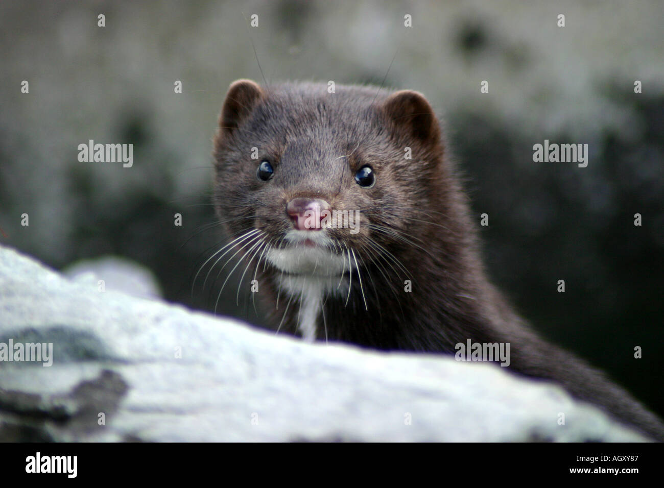Polecat ferret hi-res stock photography and images - Alamy