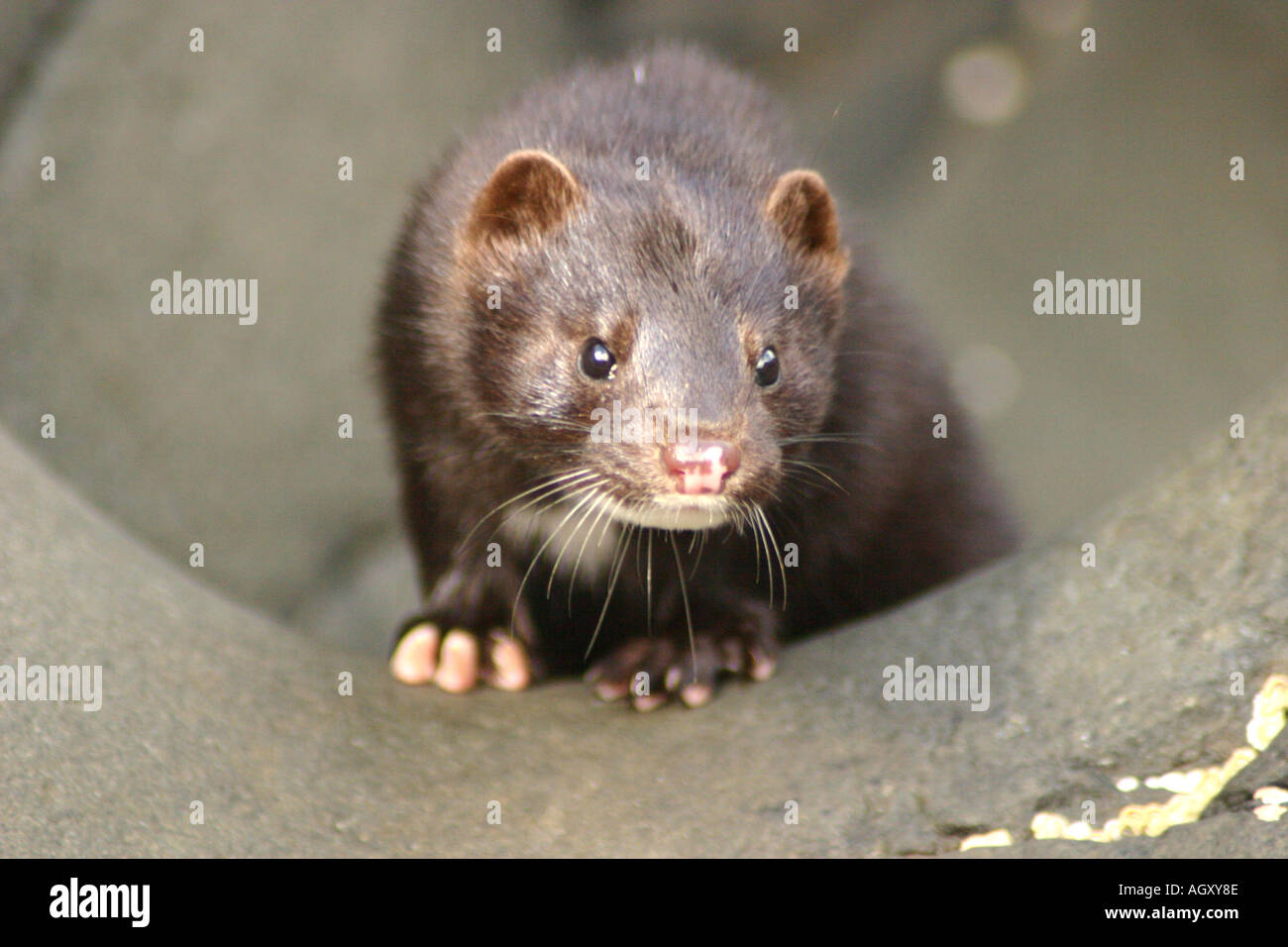 Polecat ferret hi-res stock photography and images - Alamy