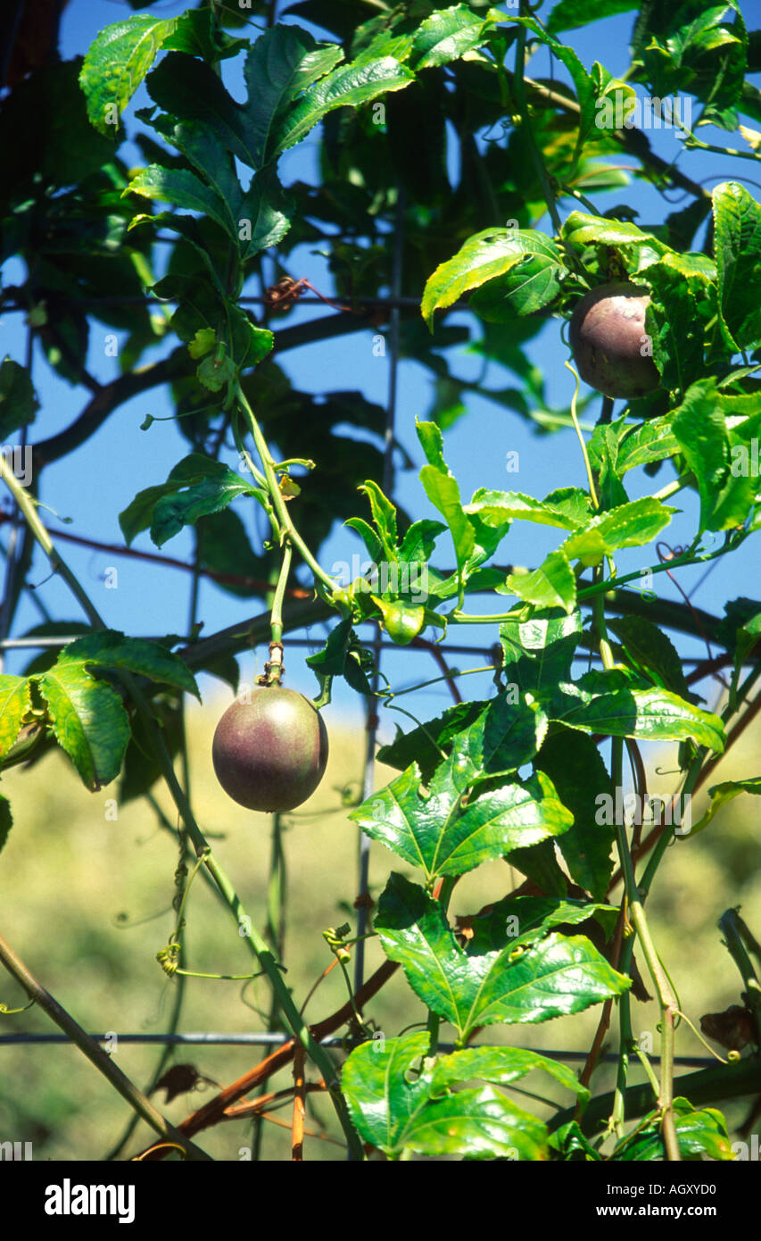 Fruit lilikoi hi-res stock photography and images - Alamy