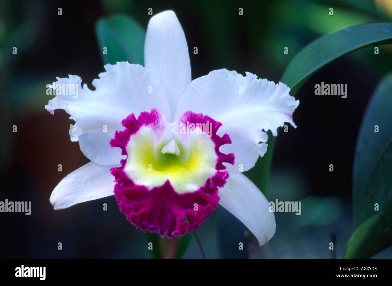 Fiji Orchid Stock Photos & Fiji Orchid Stock Images - Alamy