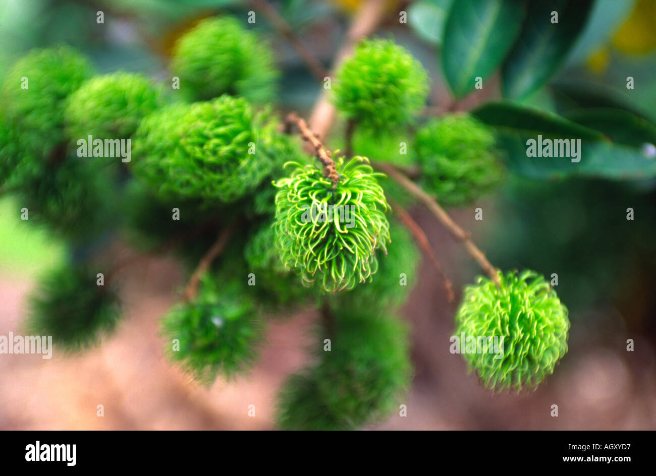 Rambutan hawaii hi-res stock photography and images - Alamy