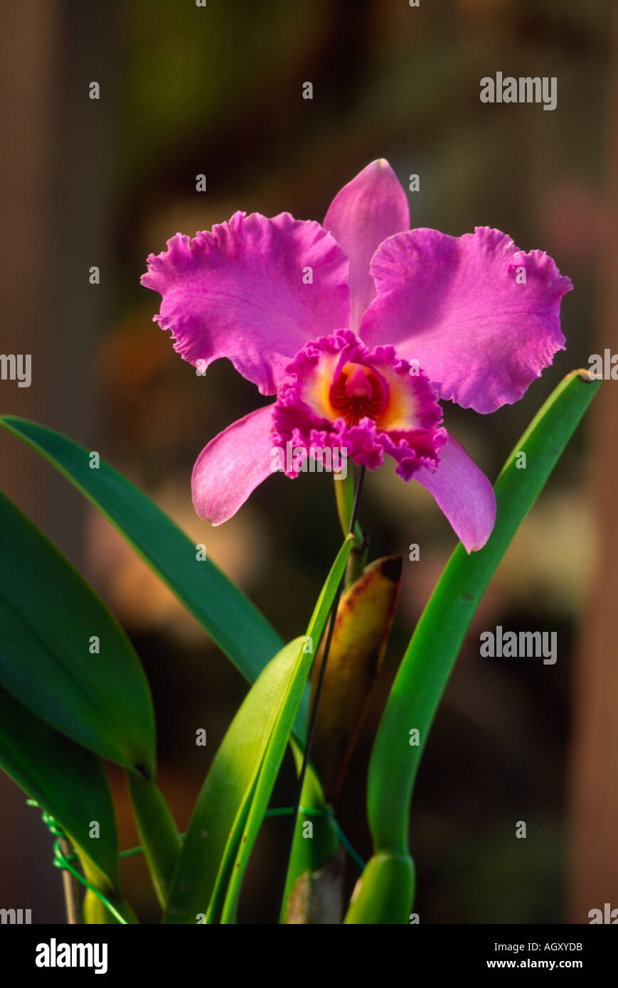 Fiji Orchid Stock Photos & Fiji Orchid Stock Images - Alamy