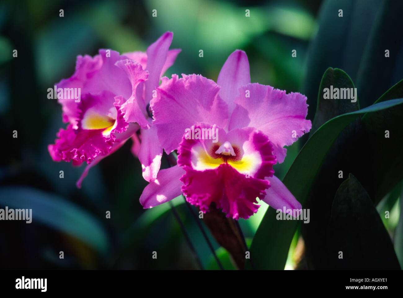 Fiji Orchid Stock Photos & Fiji Orchid Stock Images - Alamy