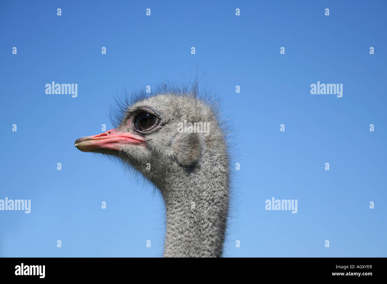 Blue ostrich feather hi-res stock photography and images - Alamy