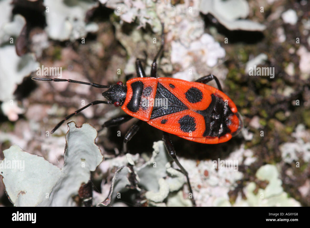 Fire bug hi-res stock photography and images - Alamy