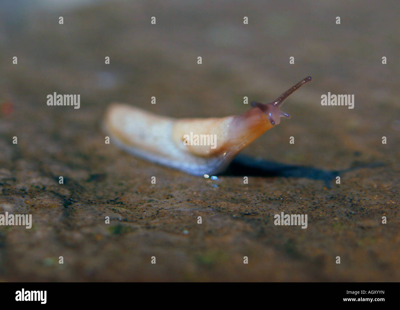 Slimey slug trails my back garden Stock Photo - Alamy