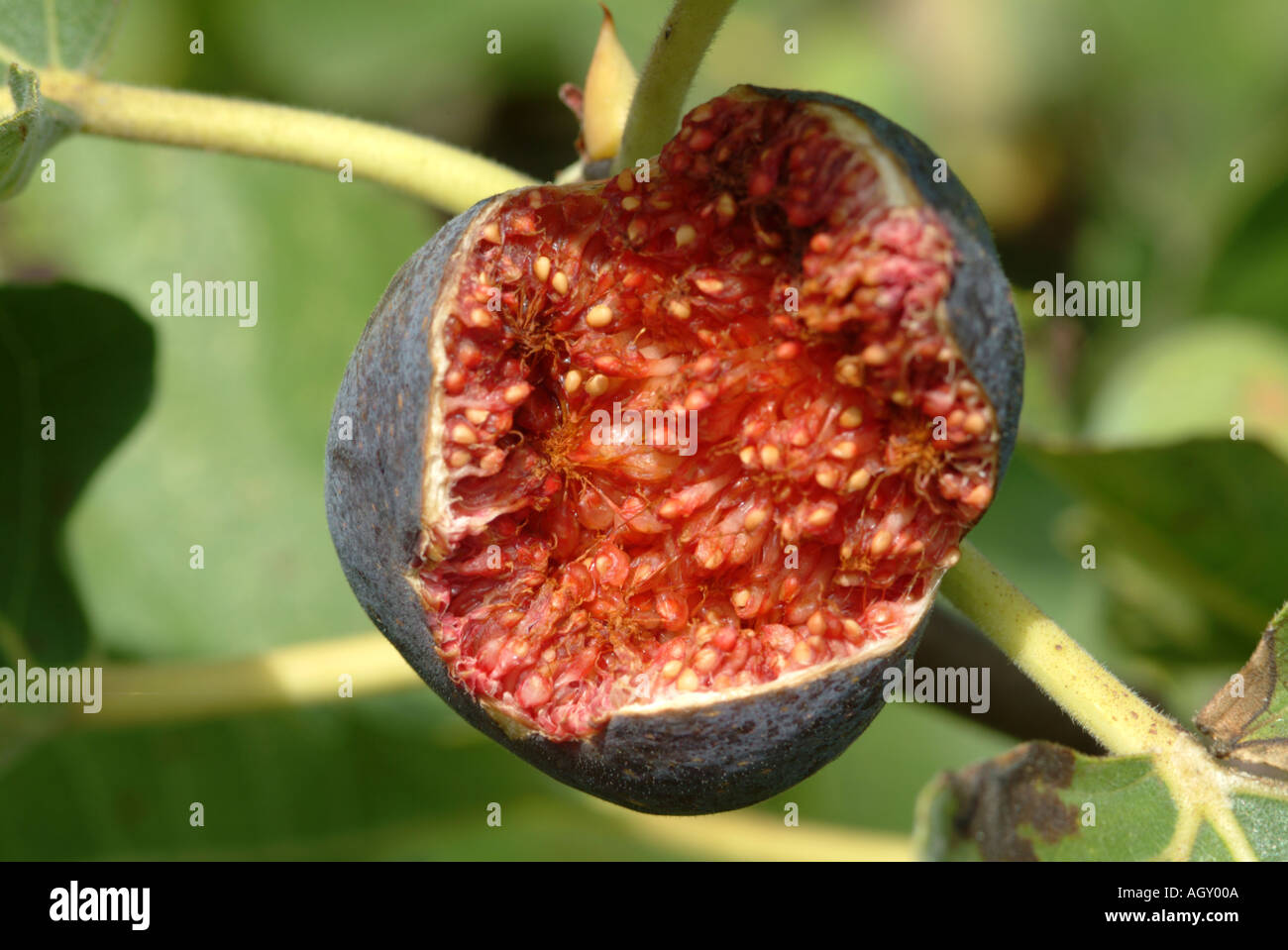 Figs growing in the Dordogne France Stock Photo - Alamy