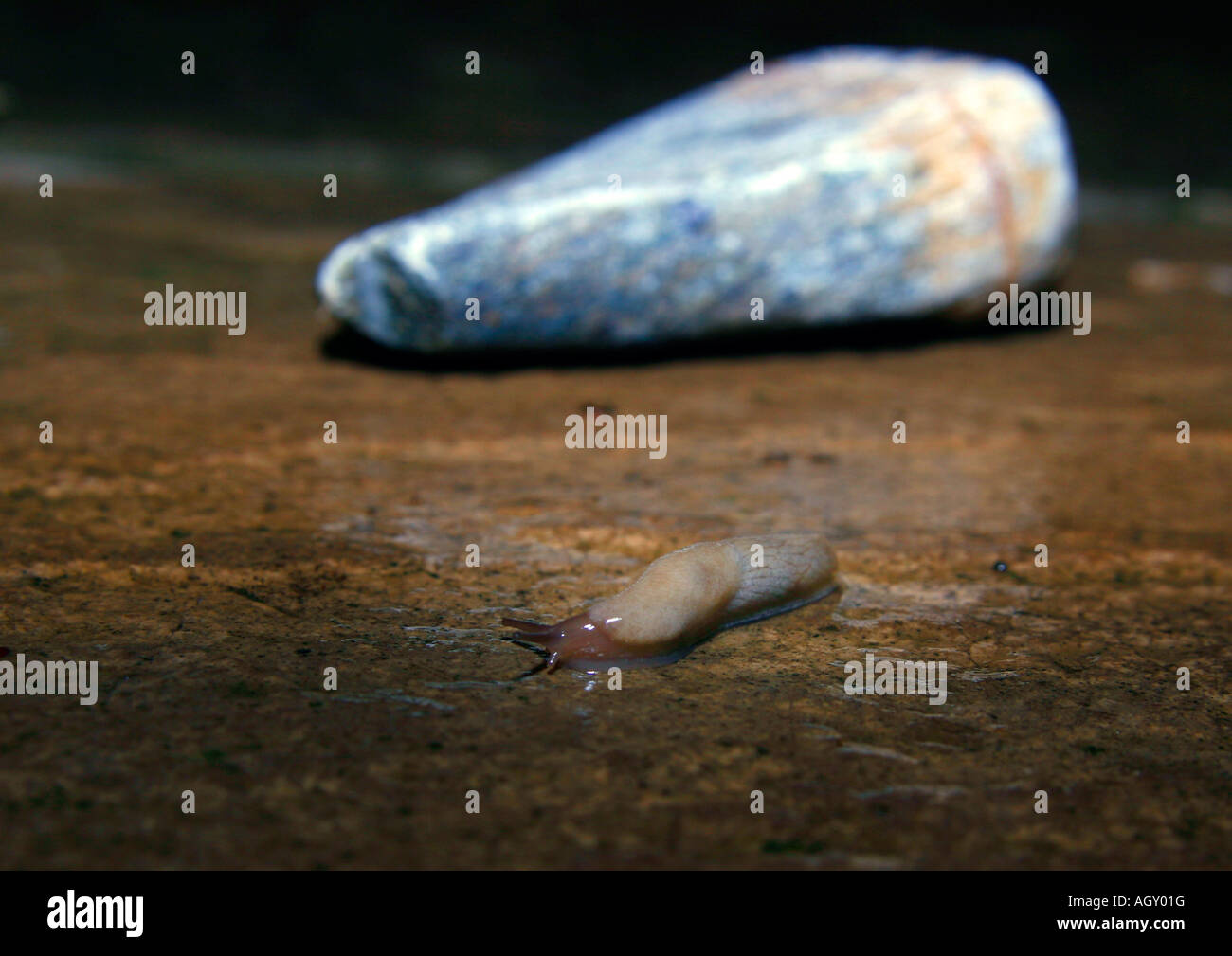 Slug trails hi-res stock photography and images - Alamy