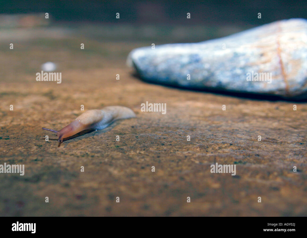 Slime slimey habitat animals hi-res stock photography and images - Alamy