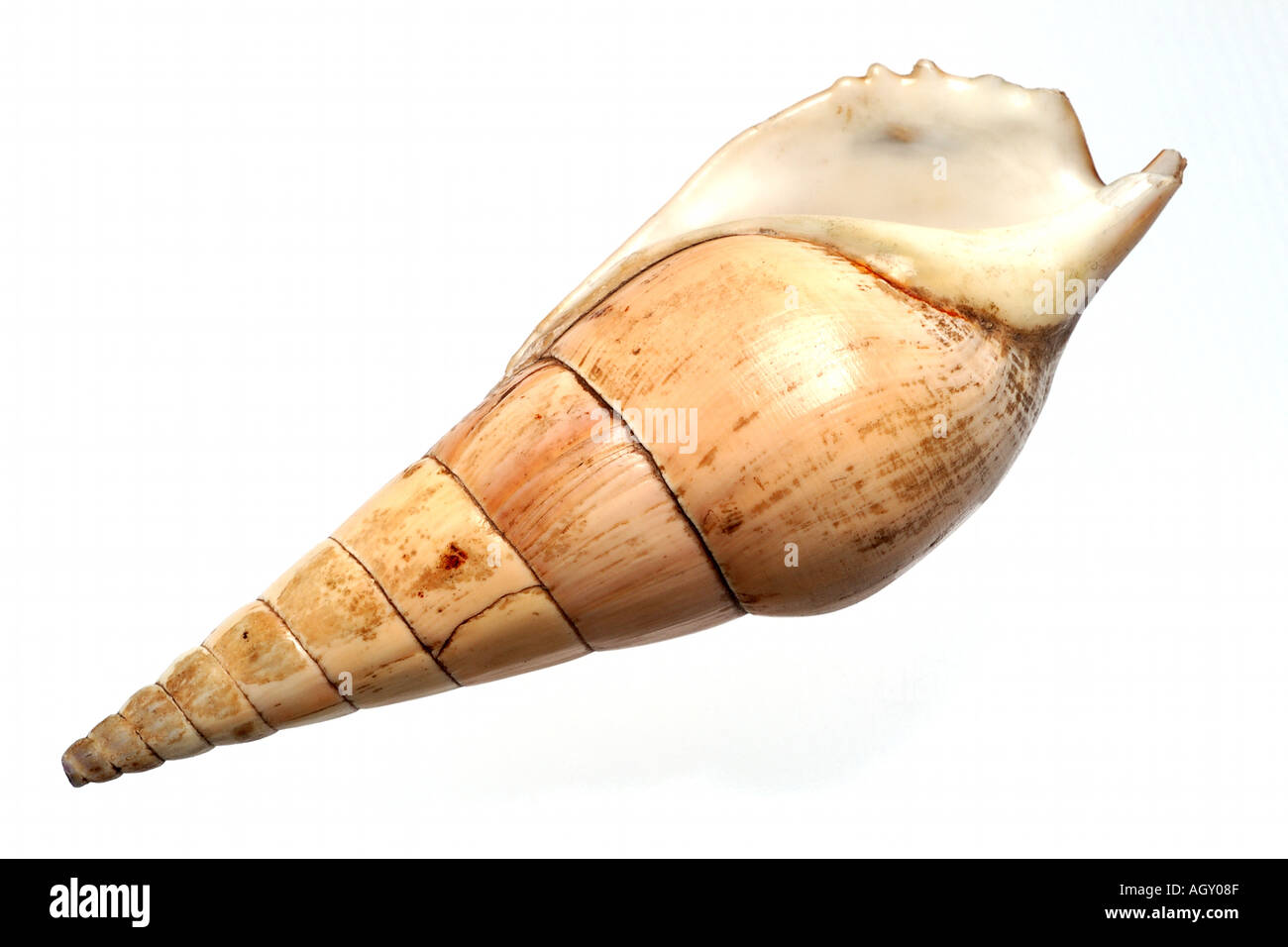 Fractal shell nautilus Cut Out Stock Images & Pictures - Alamy