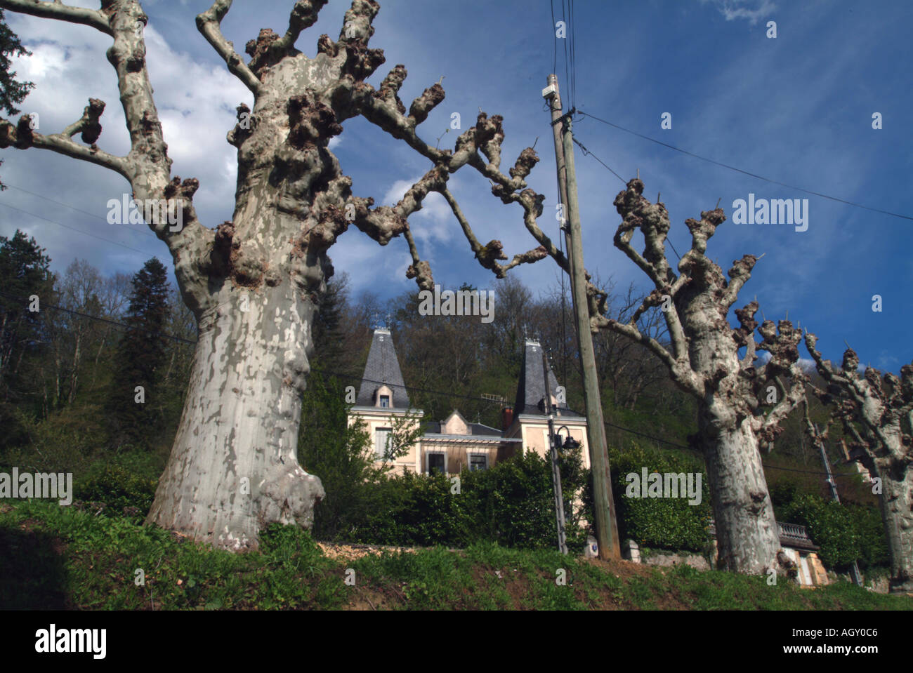 Traditionally pollarded trees in France Stock Photo - Alamy