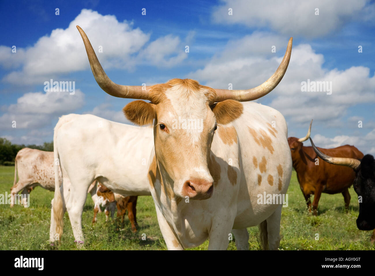 Texas Longhorn Cattle Stock Photo - Alamy