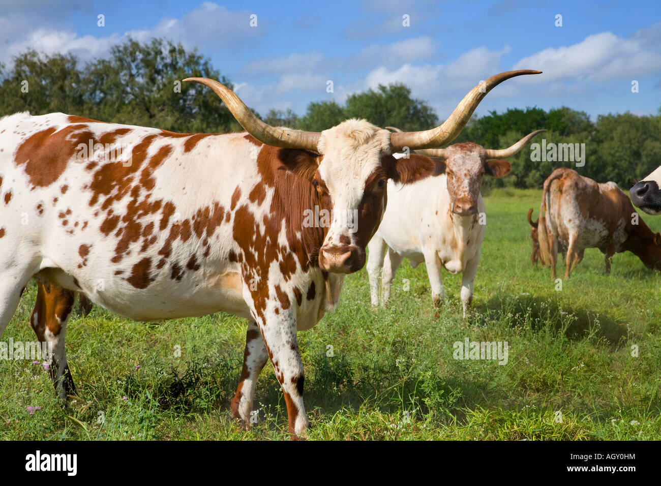 Texas Longhorn Cattle Stock Photo - Alamy