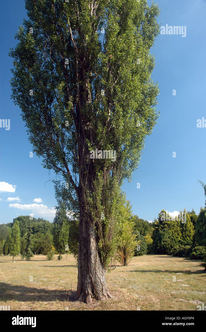 Huge old poplar tree hi-res stock photography and images - Alamy