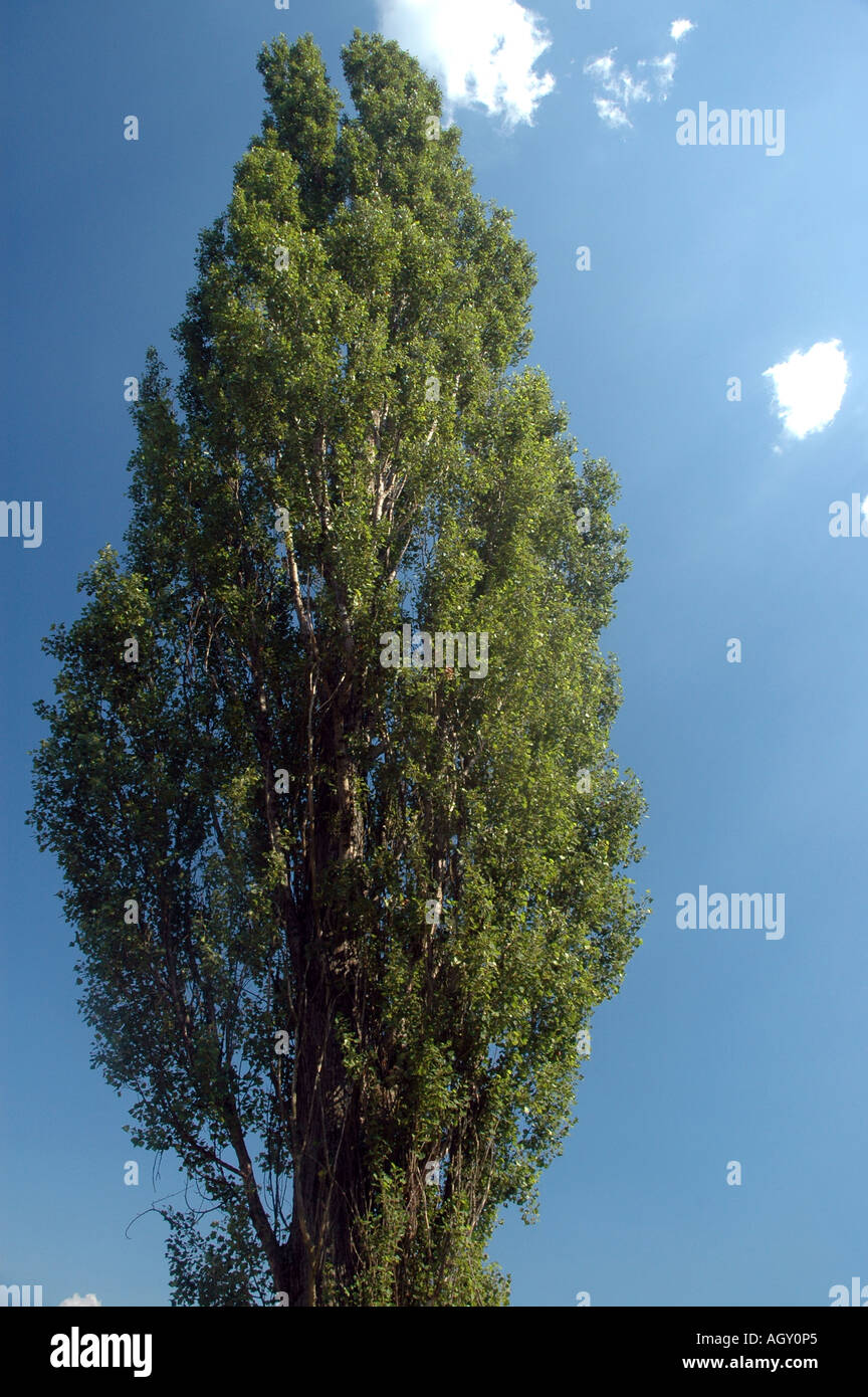 Huge old poplar tree hi-res stock photography and images - Alamy
