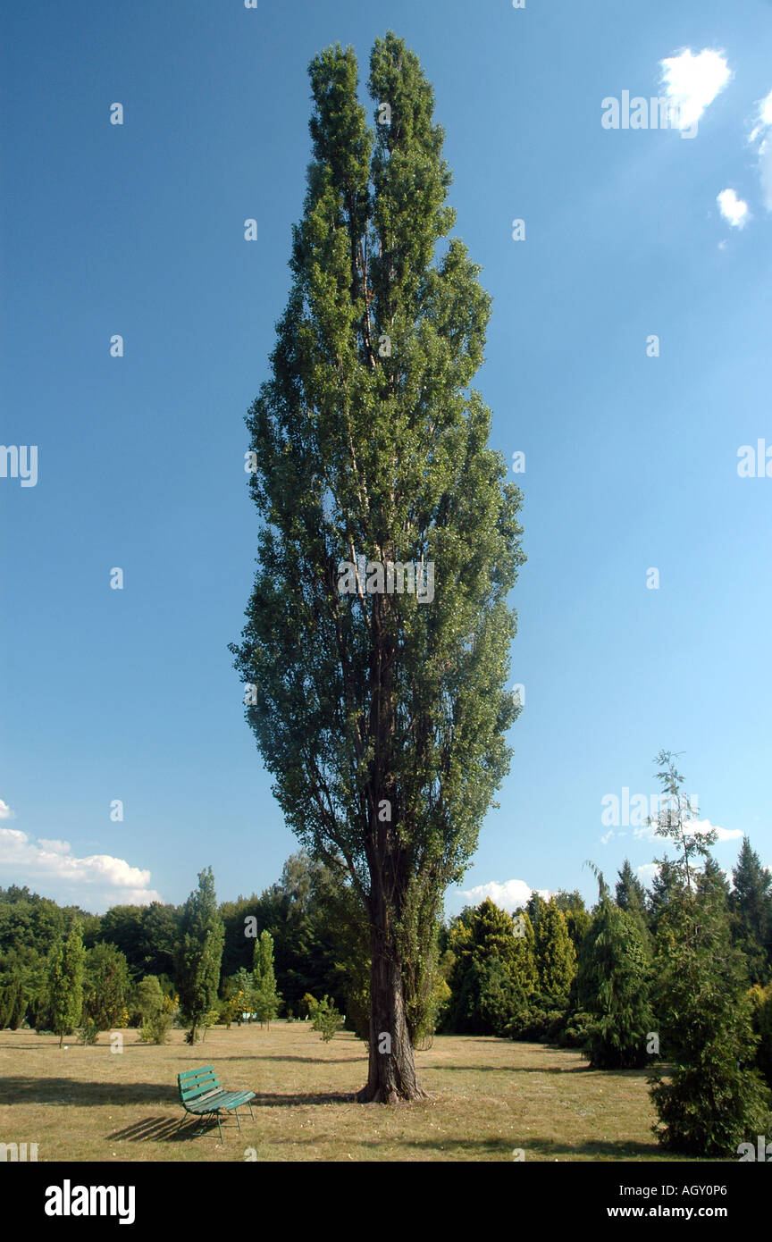 Poplar_tree hi-res stock photography and images - Alamy