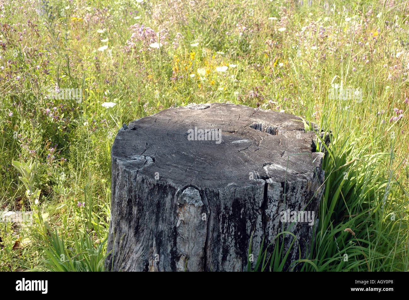 Tree stub on a meadow Stock Photo - Alamy