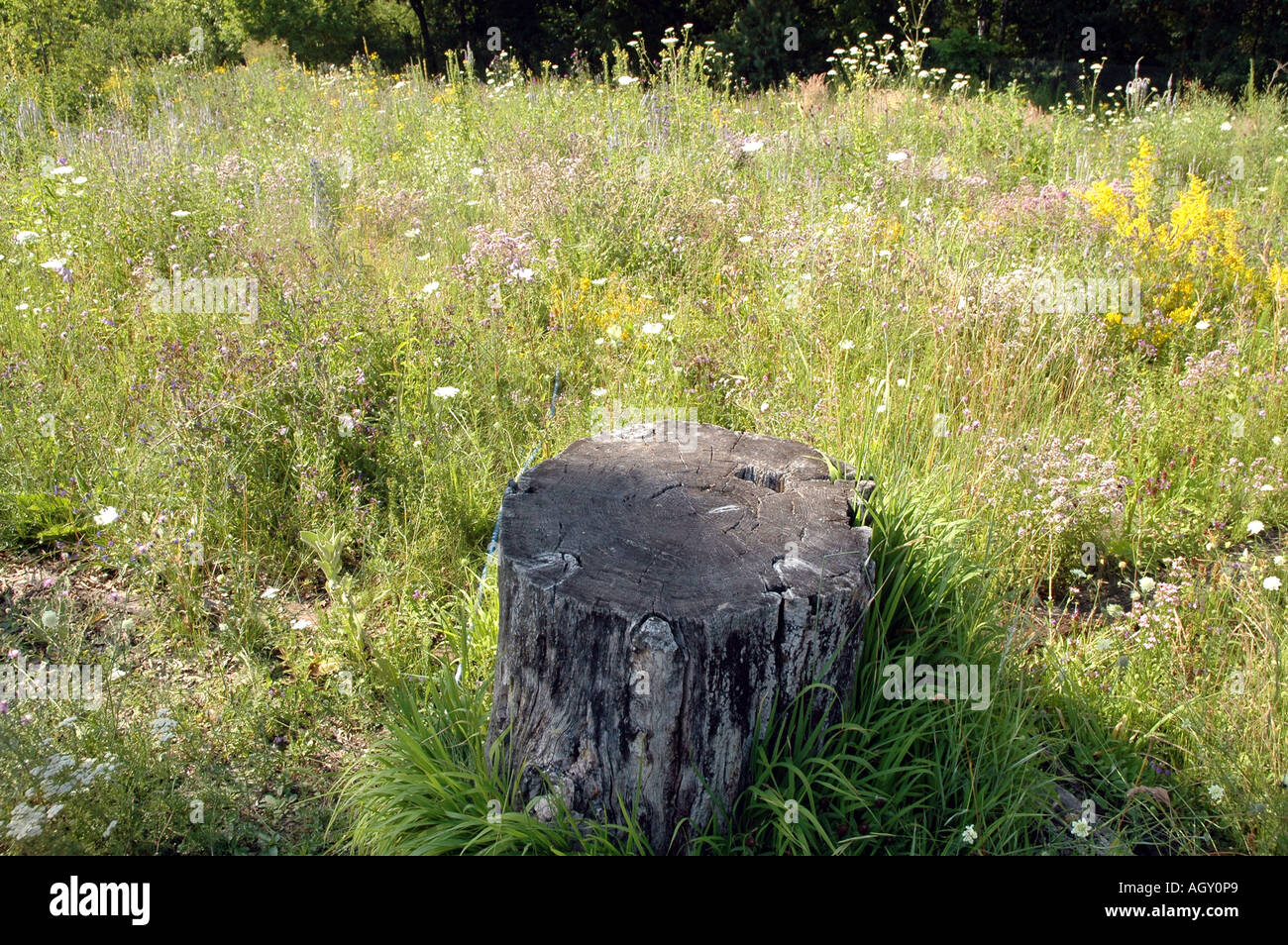 Tree stub hi-res stock photography and images - Alamy