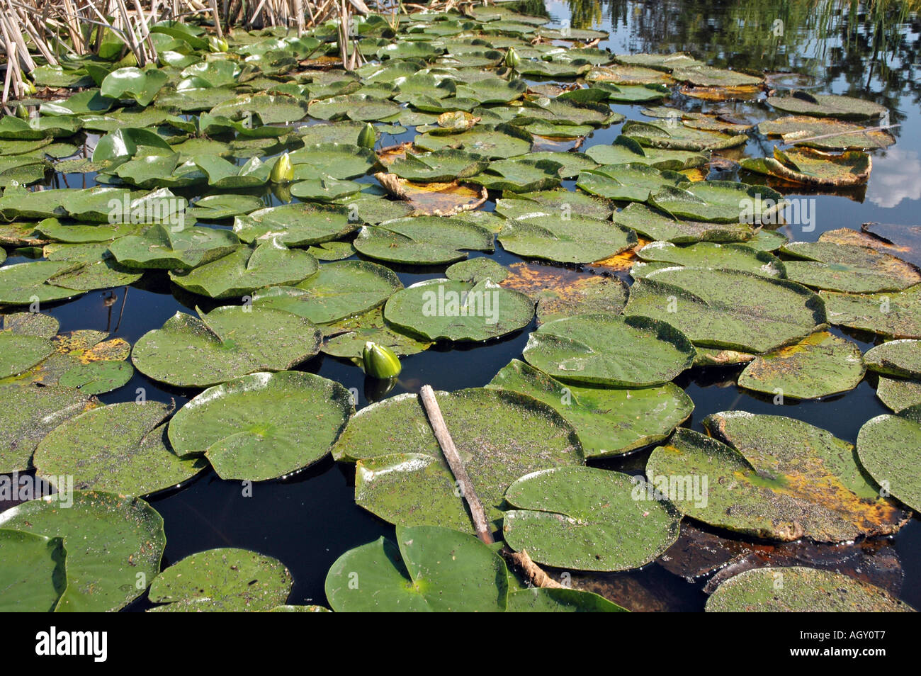 Pond many water lilies hi-res stock photography and images - Alamy