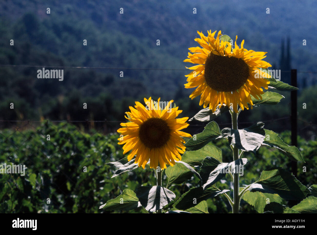 Samos Greece Sunflowers Stock Photo - Alamy