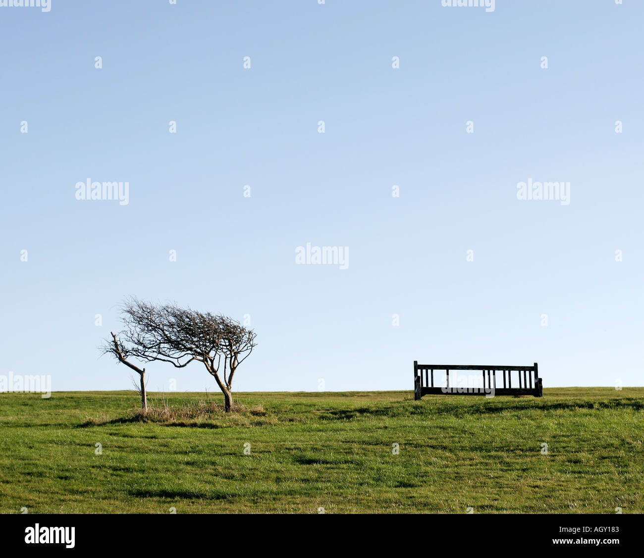 Stunted windswept tree hi-res stock photography and images - Alamy