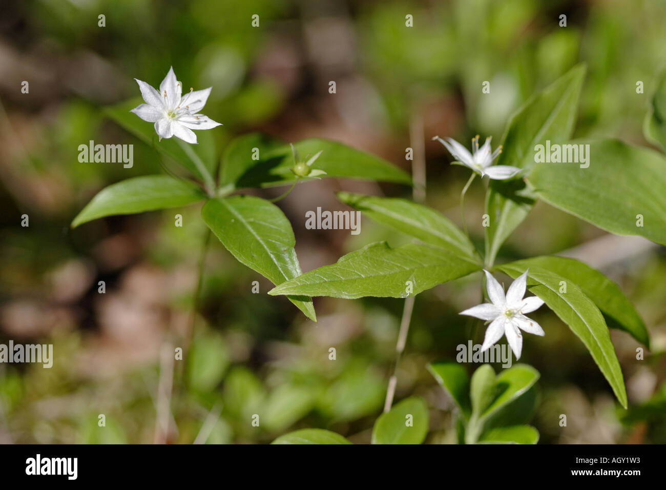 Northern starfire hi-res stock photography and images - Alamy