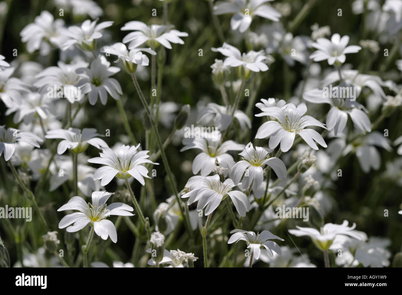 Snow in summer Stock Photo - Alamy