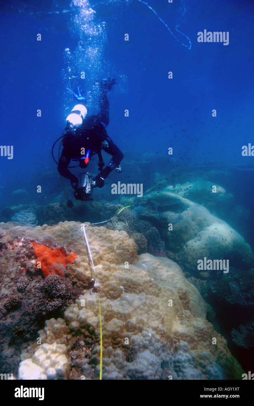 Scuba diver scientist hi-res stock photography and images - Alamy