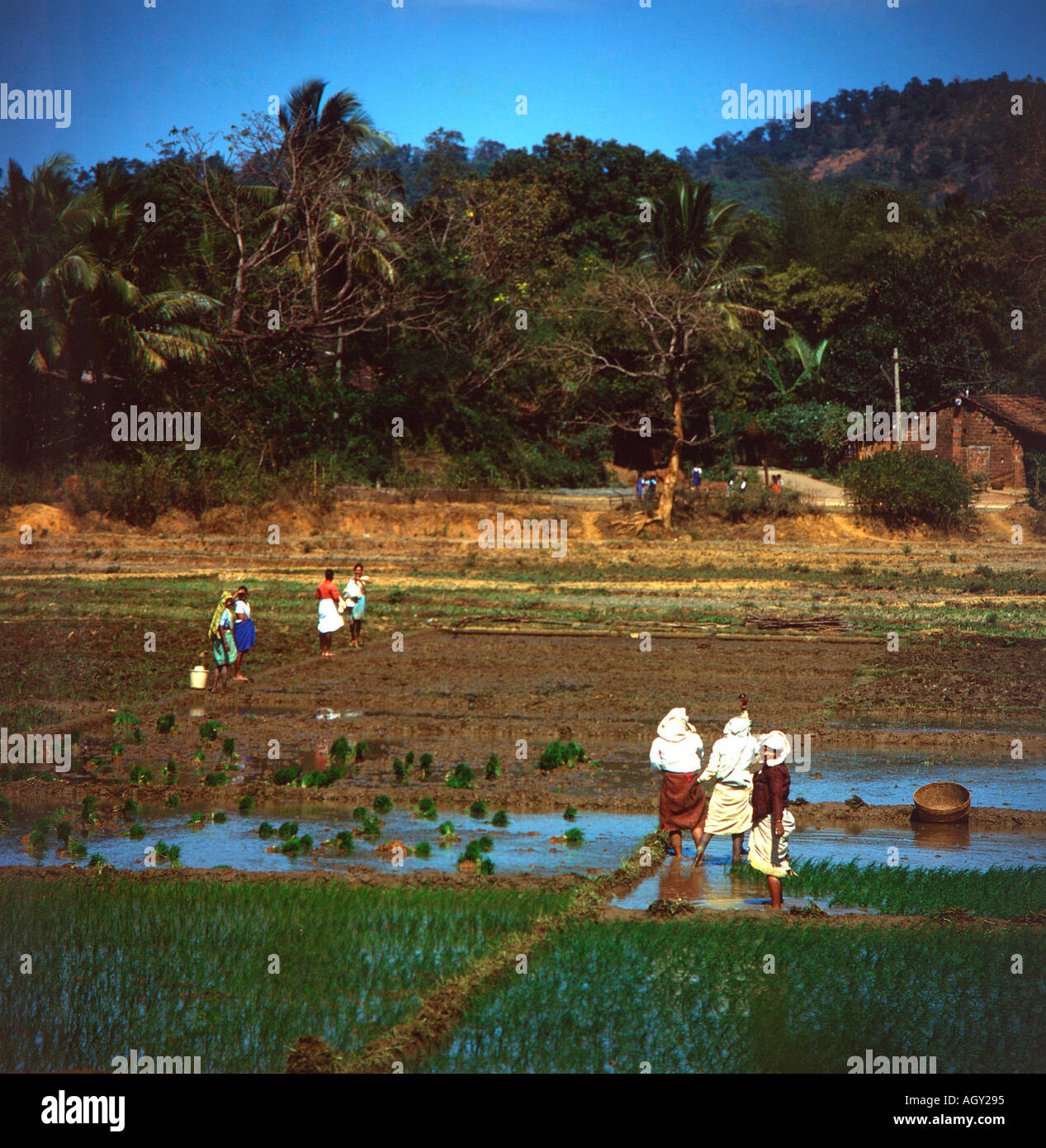 Indian fields hi-res stock photography and images - Alamy
