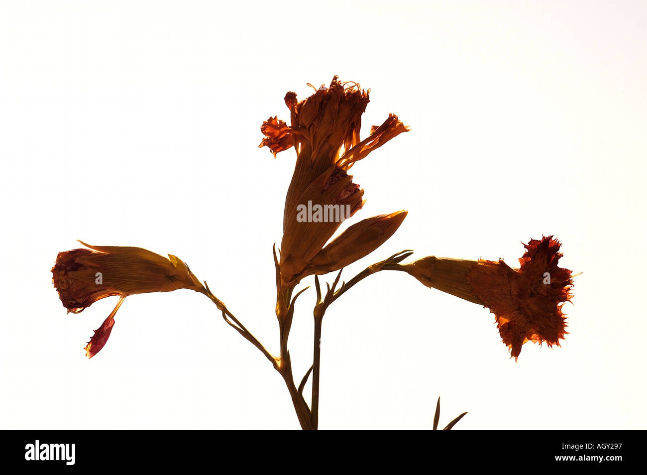Pipe flowers hi-res stock photography and images - Alamy