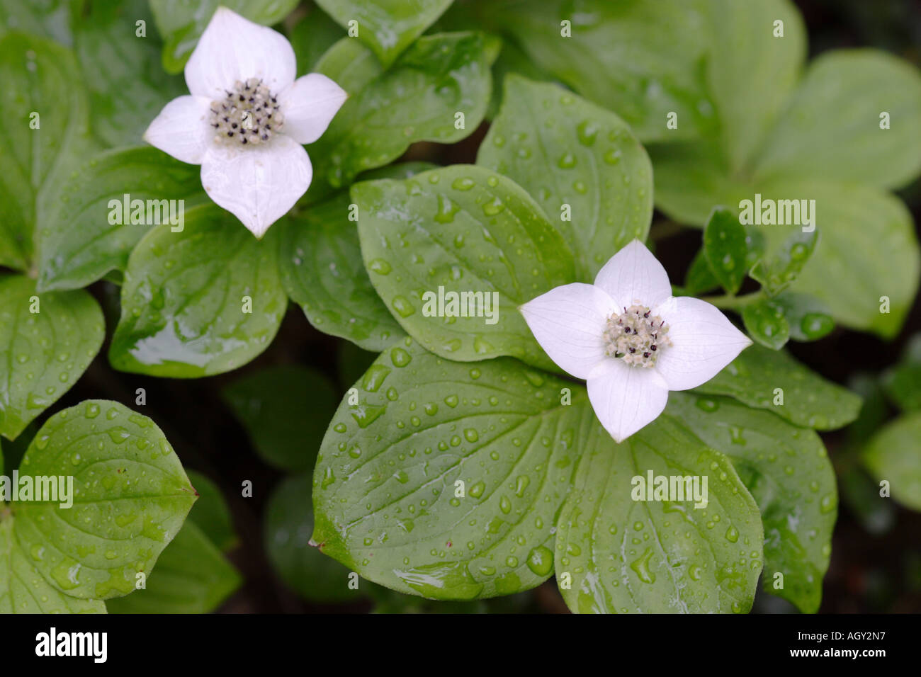 Saskatchewan native plants hi-res stock photography and images - Alamy