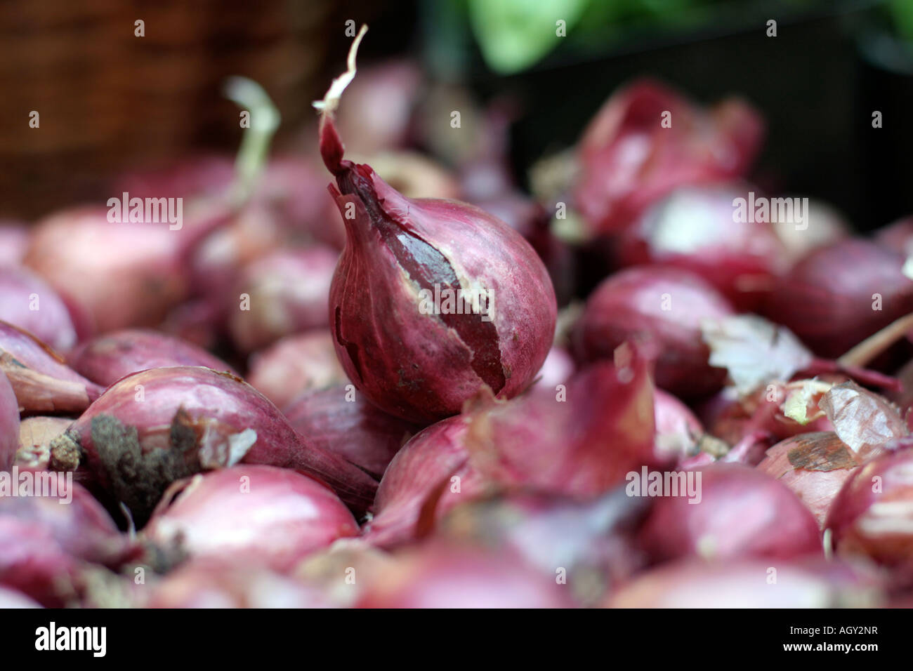 Red onion onions vegetables hi-res stock photography and images - Alamy