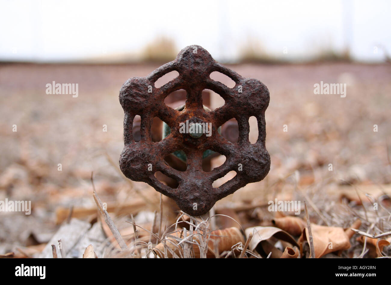 Completely rusty turn valve in dry grass and leaves with background out ...