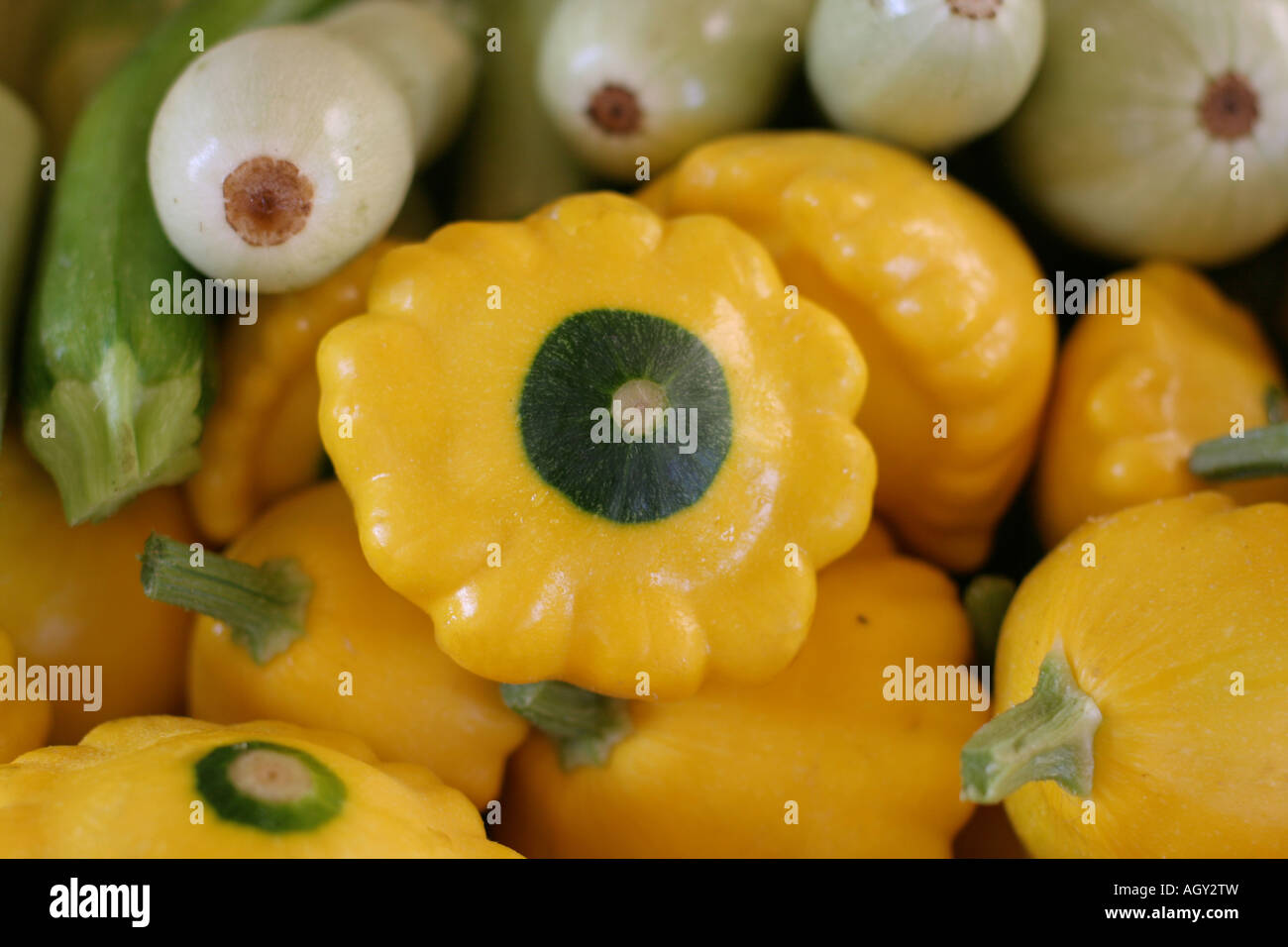 Sunburst squash surrounded by other various squash and zucchini Stock ...