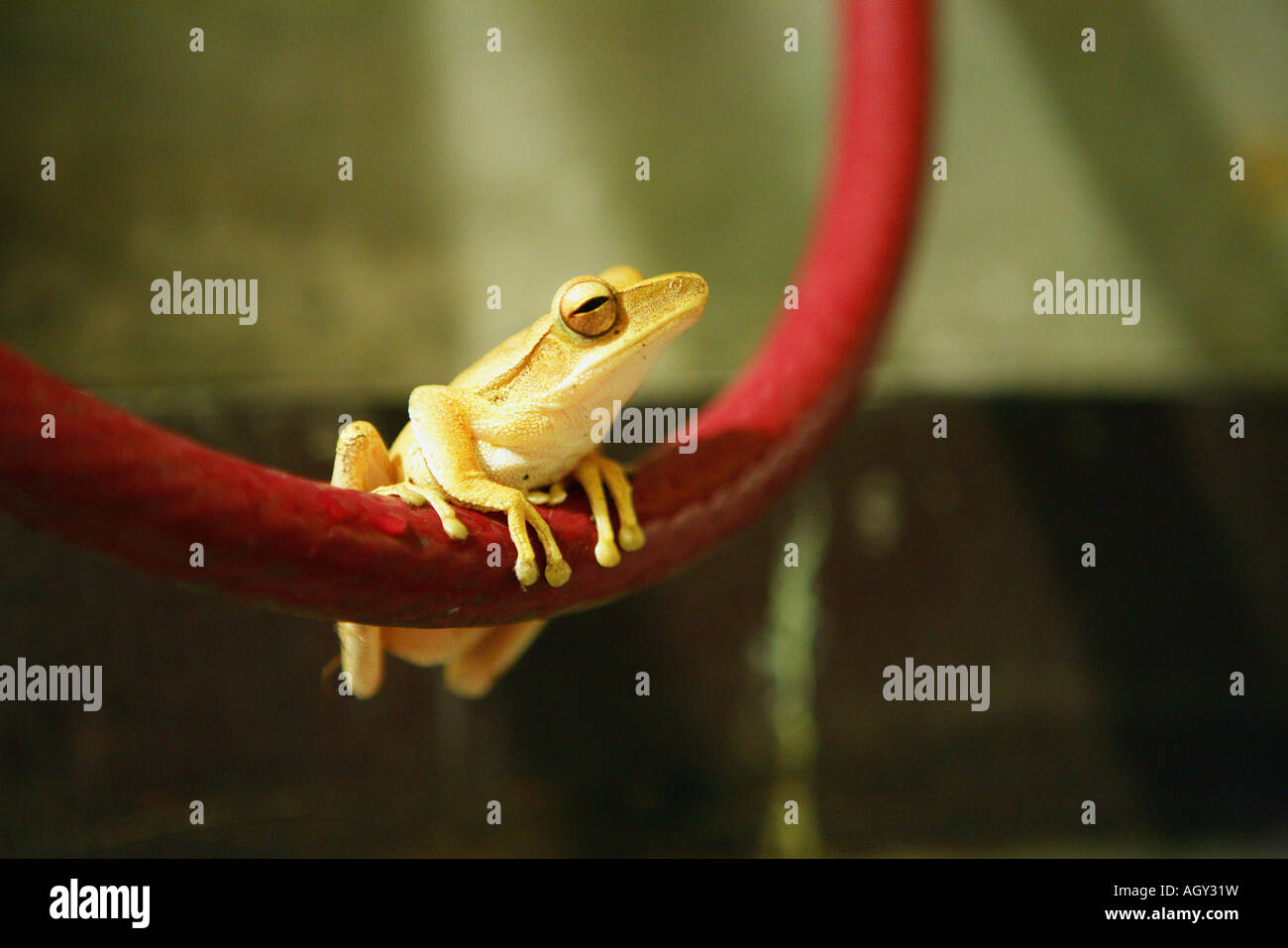 Tree frog in a shower cubicle Stock Photo - Alamy
