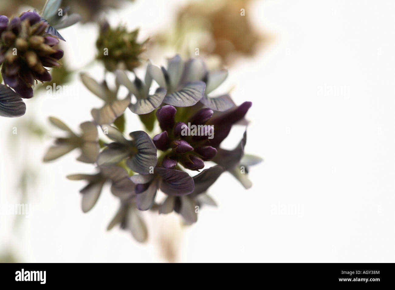 Saskatchewan Prairie Wildflowers High Resolution Stock Photography and ...