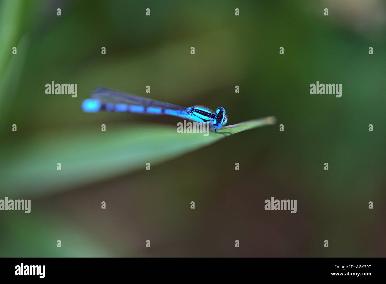 Body in blue hi-res stock photography and images - Alamy