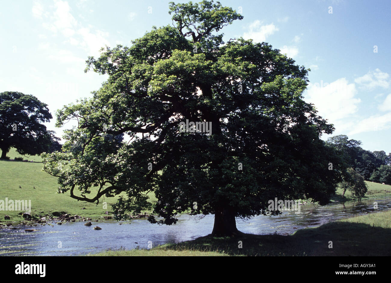 Big Tree by the river Stock Photo - Alamy