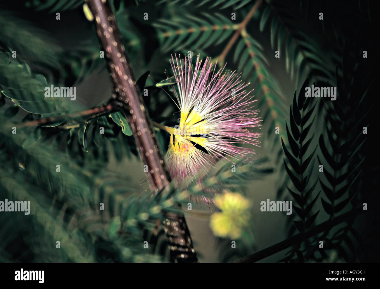 Himalayan flowers flora nepal hi-res stock photography and images - Alamy