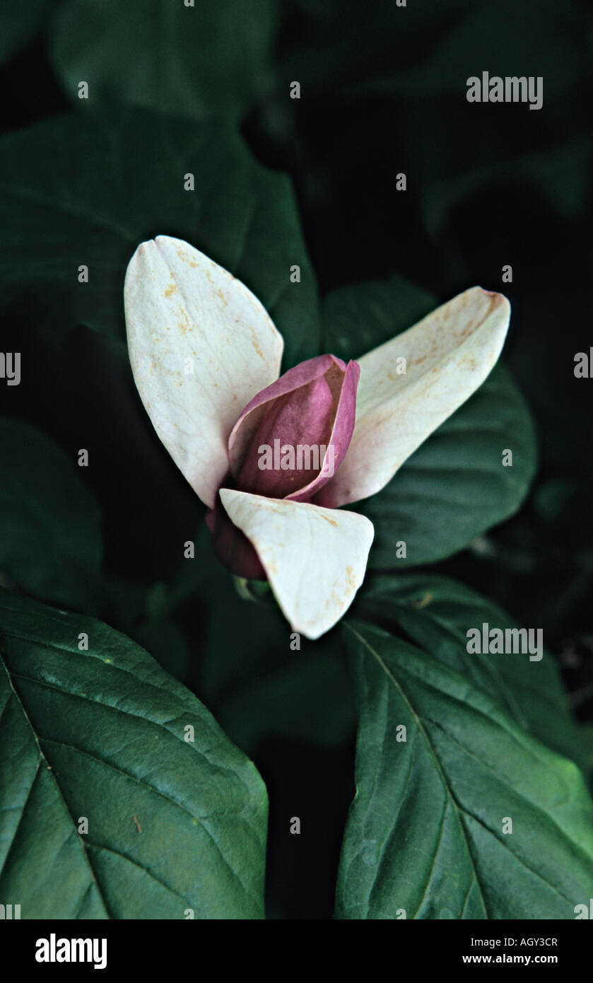 Botany botanic hi-res stock photography and images - Alamy