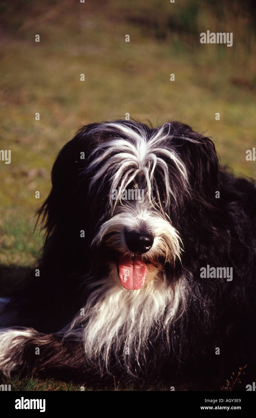 Bearded collie lying hi-res stock photography and images - Alamy