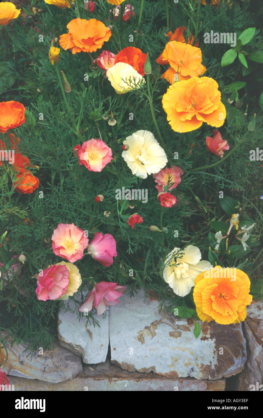 Sun loving Californian poppies Eschscholzia California variety Monarch ...
