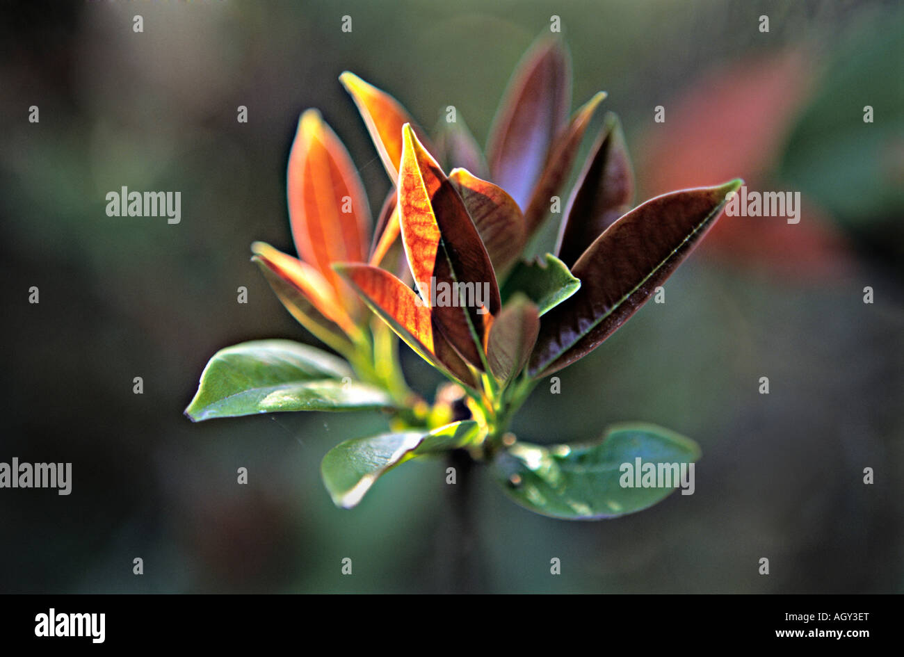 Springtime leaves Pieris formosa Stock Photo - Alamy